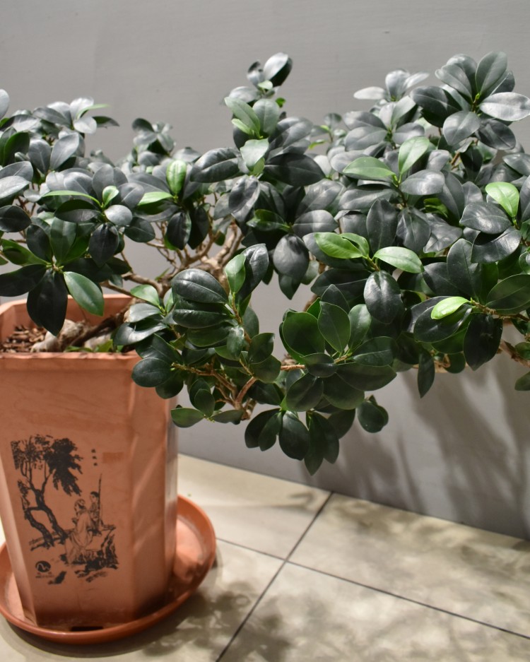 Бонсай - Купить в Минске с доставкой или самовывоз